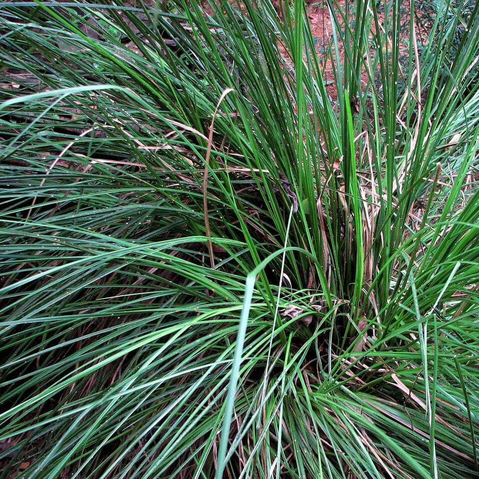 Benefits and Uses of Vetiver Oil | Nikura