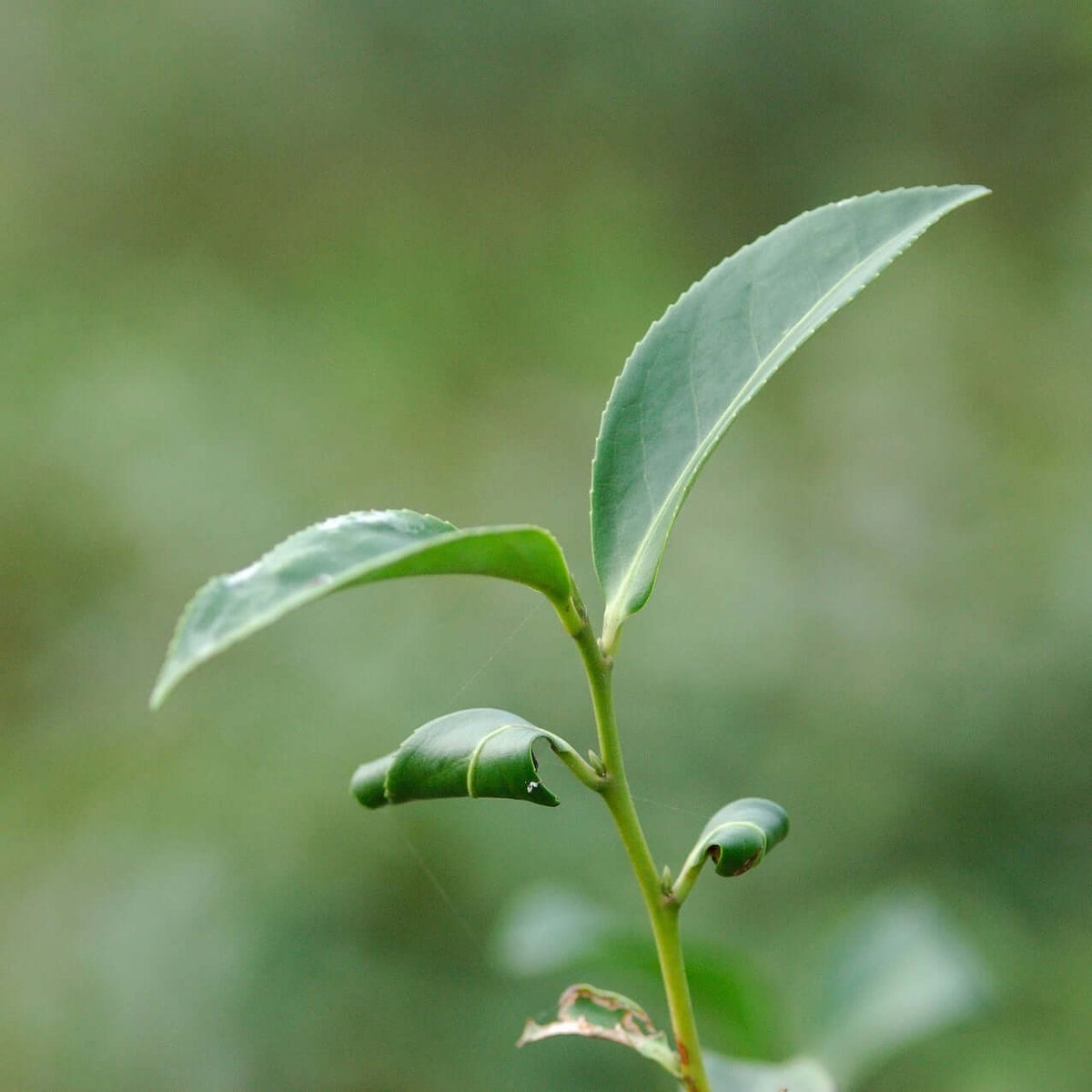 Benefits and Uses of Lemon Tea Tree Oil | Nikura