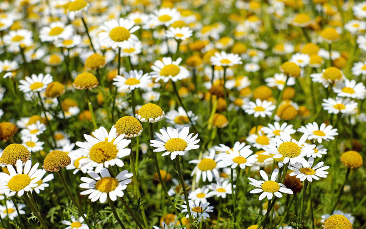 German vs Roman Chamomile: What Are The Differences? | Nikura